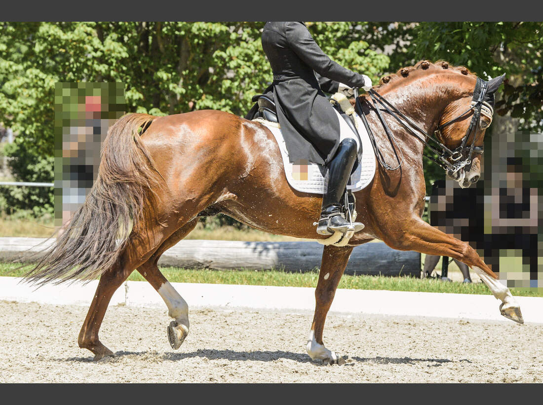 Dressurpferde unter Druck - cavallo.de
