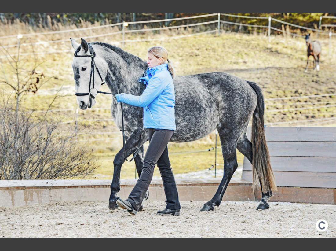 Pferde-Dressur am Boden - die besten Übungen Schritt für Schritt ...